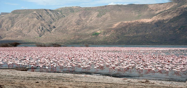 Lake Bogoria - see it through Lillian Gaitho's eyes - ATC News by Prof ...