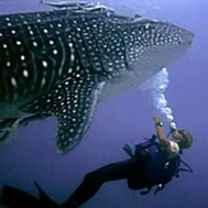 Kenya's NEMA finally sees the light and approves Whale Shark Research ...
