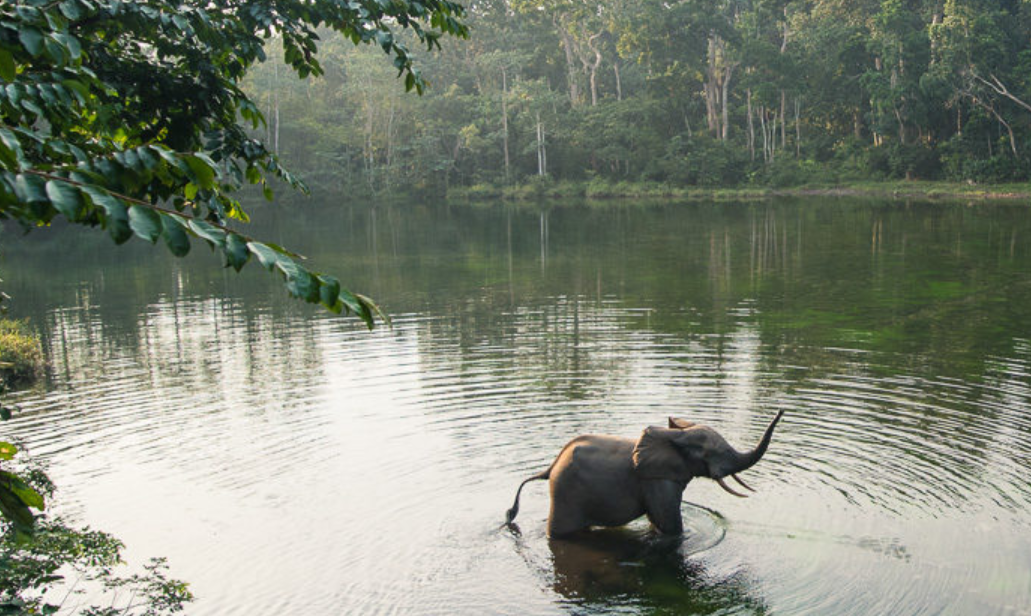 Republic of Congo opens key protected area to oil exploration - ATC ...