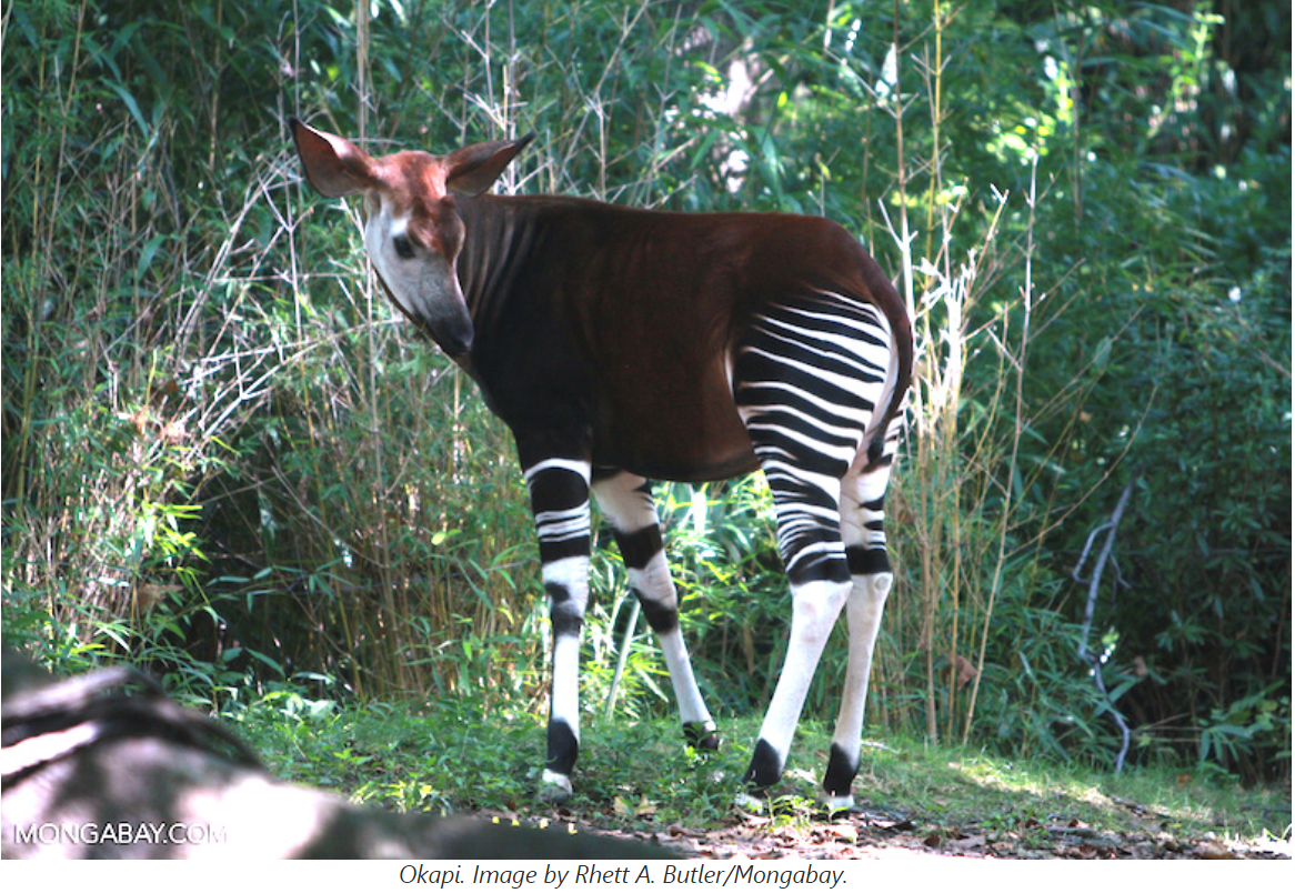 The Okapi Wildlife Reserve in Congo enters management partnership - ATC ...
