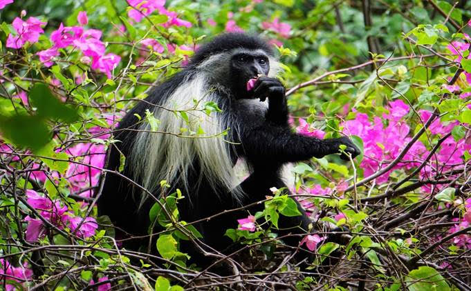 Colobus Conservation is asking for your help - ATC News by Prof. Dr ...