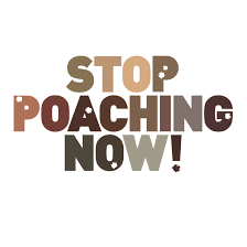 Deforestation and Poaching Threaten Endangered Species - ATC News by ...